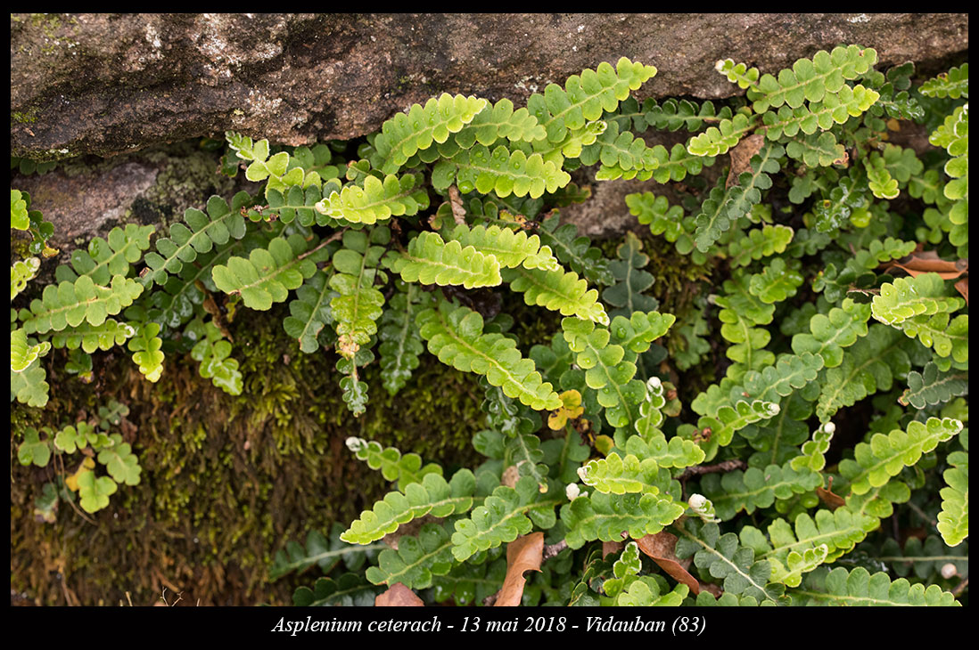 Asplenium ceterach